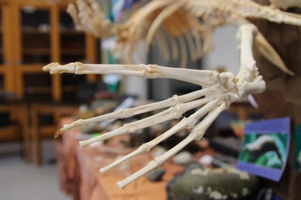 SSSC students complete skeletal rearticulation of sea lion - KCAW