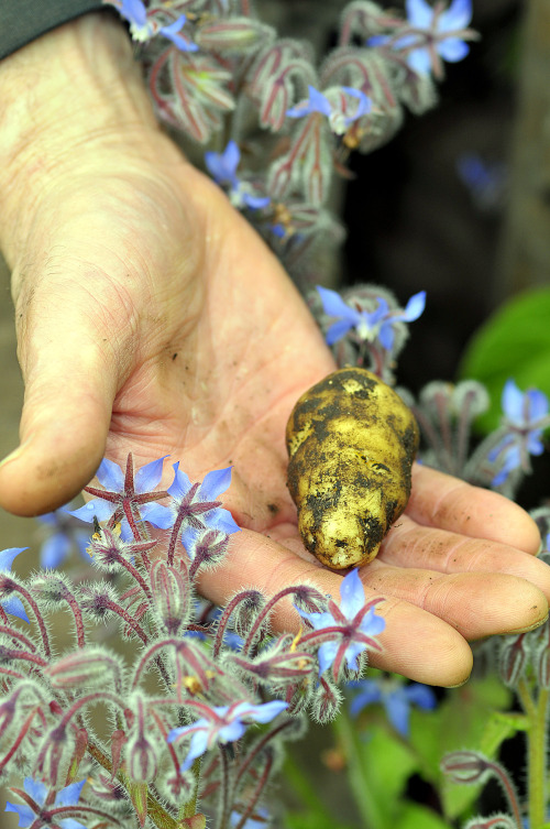 Tlingit potato takes root in Sitka gardens - KCAW