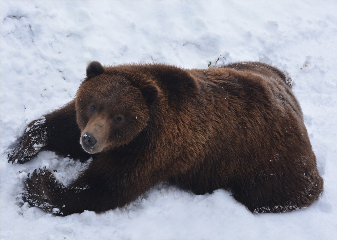 Remembering Balloo: Sitka's Fortress mourns rescue bear - KCAW
