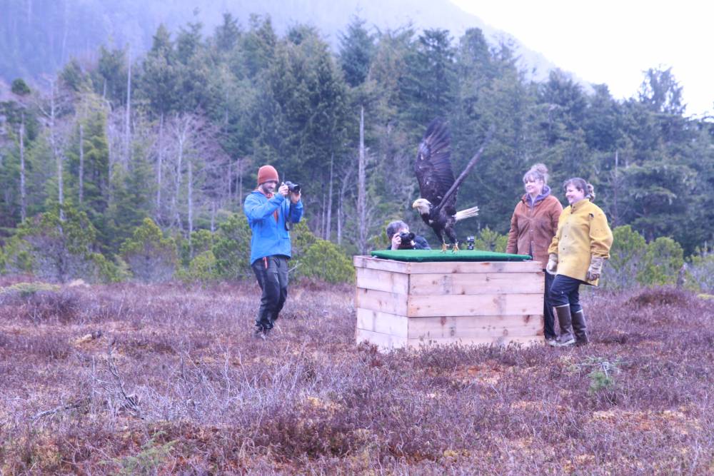 Eagles fly free as Alaska Raptor Center rings in spring - KCAW