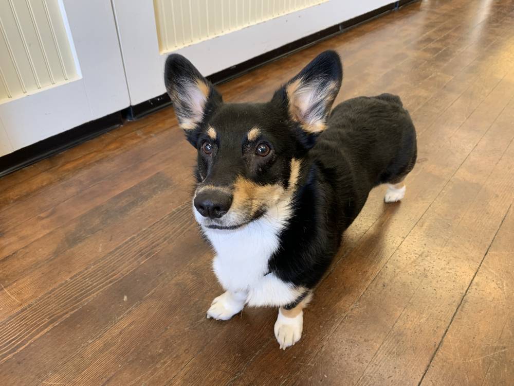 One bark for Yay! Sitka corgi wins assembly seat - KCAW