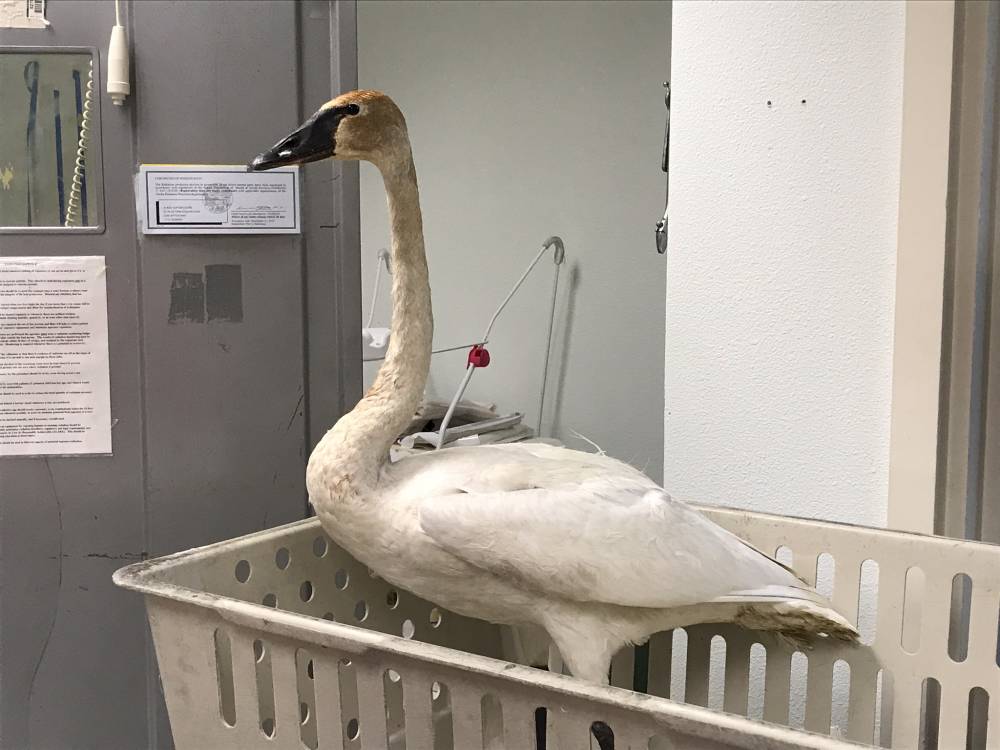 Swan goes for a hike, ends up in the ICU - KCAW