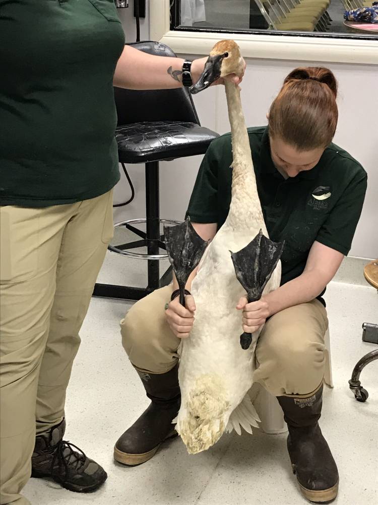 Swan goes for a hike, ends up in the ICU - KCAW