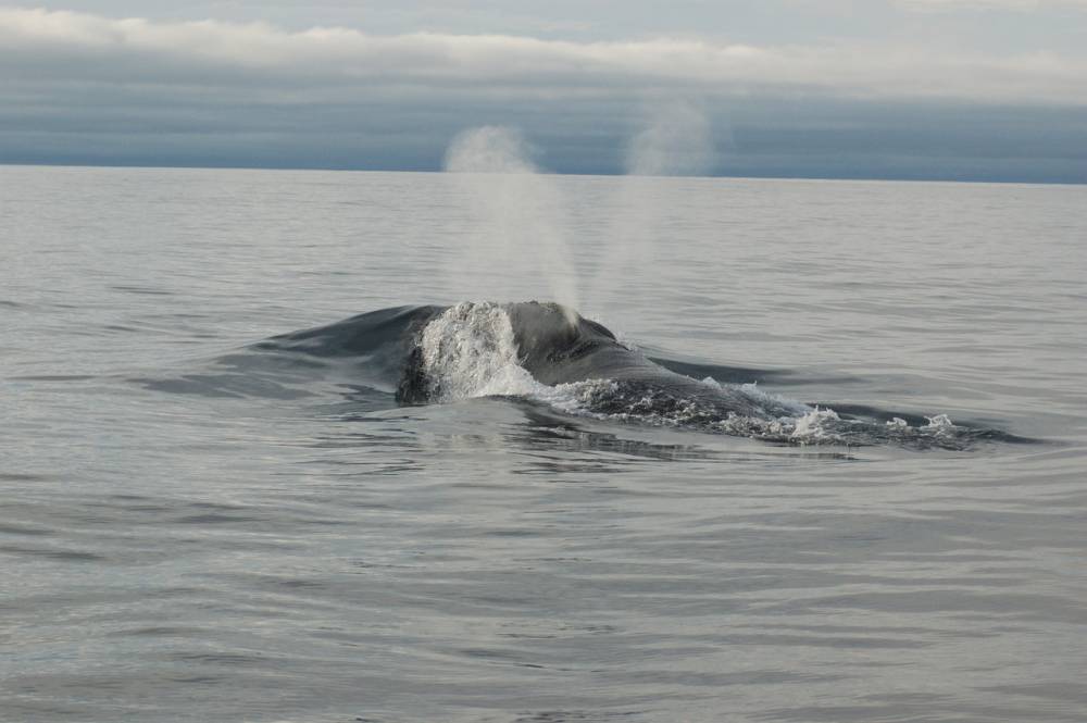Rare species of North Pacific right whale carries a tune across the ...