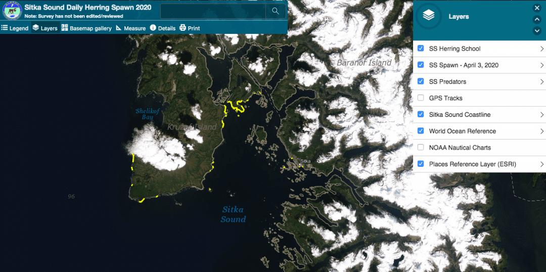 Herring spawn enters the digital age with interactive mapping - KCAW
