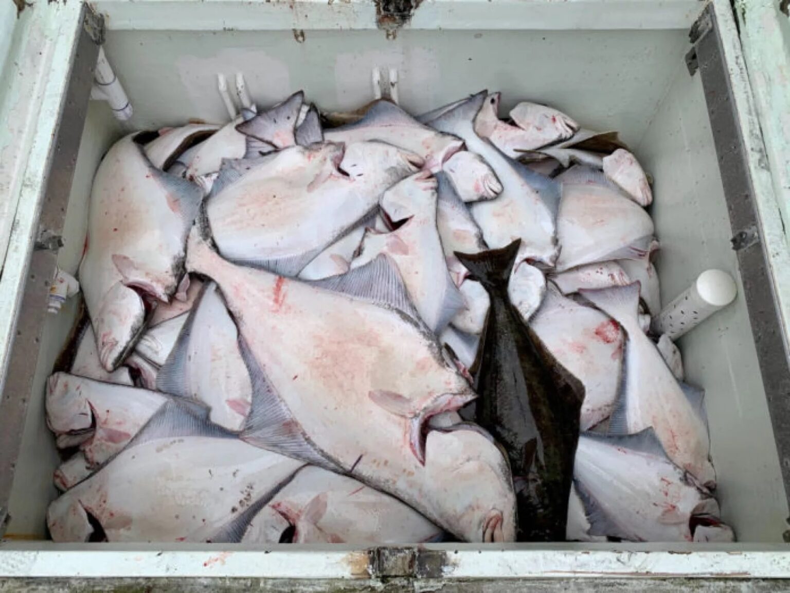 Assembly decides against joining amicus brief in halibut bycatch case ...