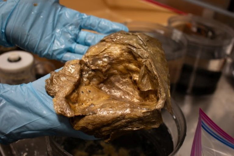 'It was right in front of us the whole time': scientists identify ...