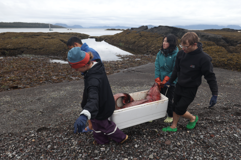 Whale Fetus 260606 - KCAW